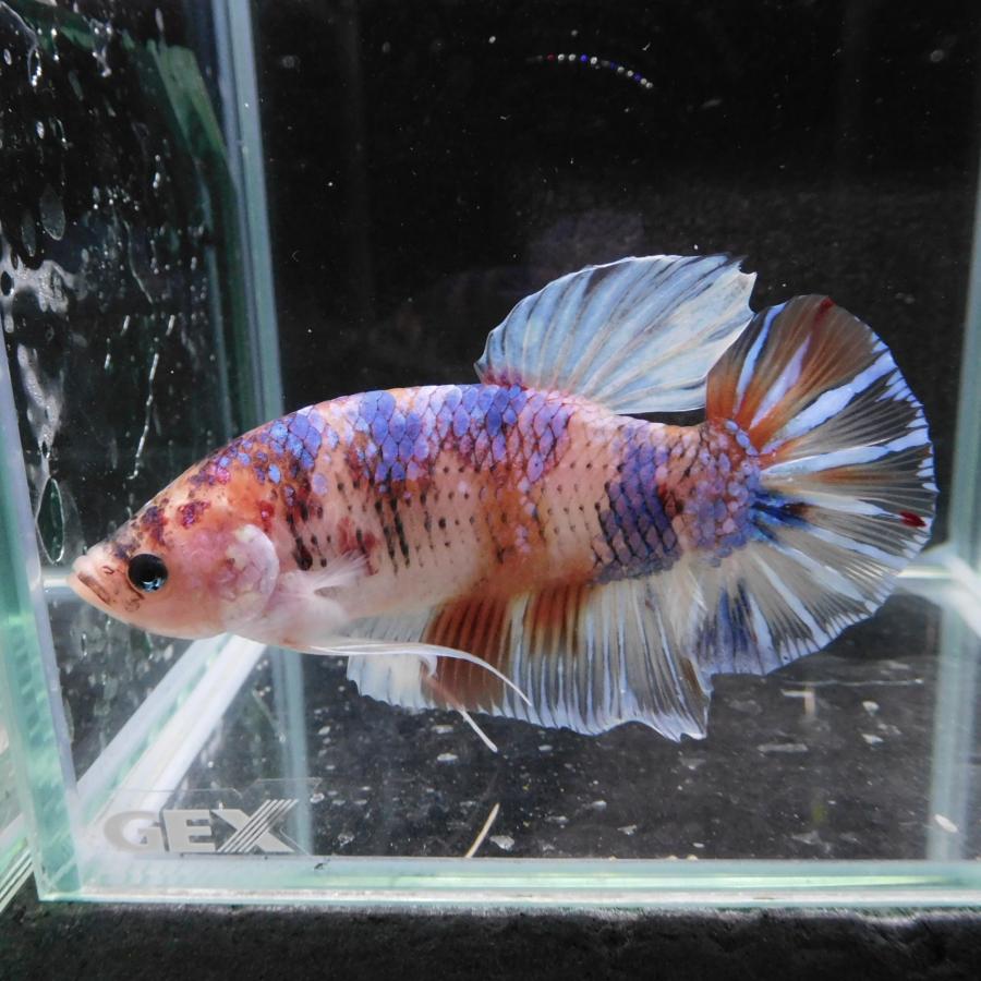 ベタ ジャイアントプラカット オス コイカラー 04M0127-035 約6.5-7.0cm 熱帯魚 生体 : 有限会社高知熱帯魚サービス - 通販 - Yahoo!ショッピング