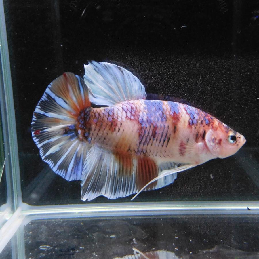 ベタ ジャイアントプラカット オス コイカラー 04M0127-035 約6.5-7.0cm 熱帯魚 生体 : 有限会社高知熱帯魚サービス - 通販 - Yahoo!ショッピング