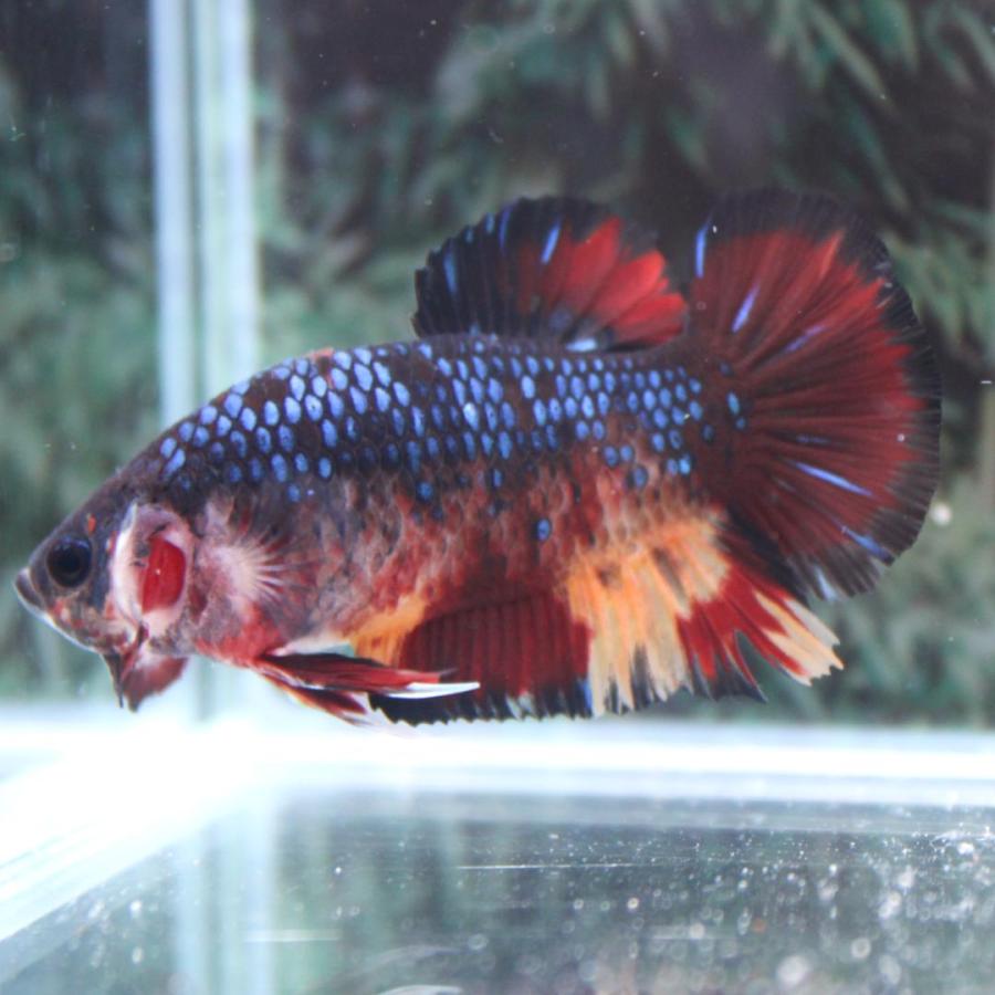 ベタ プラカット オス コイカラー 05M0127-087 生体 熱帯魚 : 有限会社高知熱帯魚サービス - 通販 - Yahoo!ショッピング