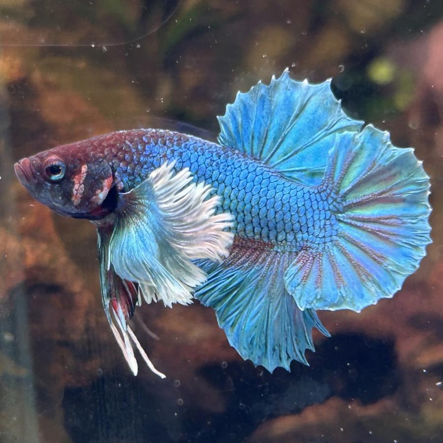 熱帯魚 プラカットベタ オス ダンボ グリーン 05M0408-033 生体 : 有限会社高知熱帯魚サービス - 通販 - Yahoo!ショッピング