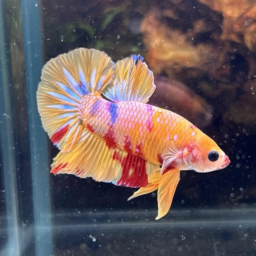 熱帯魚 プラカットベタ オス キャンディー 05M0801-031 生体 : 有限会社高知熱帯魚サービス - 通販 - Yahoo!ショッピング