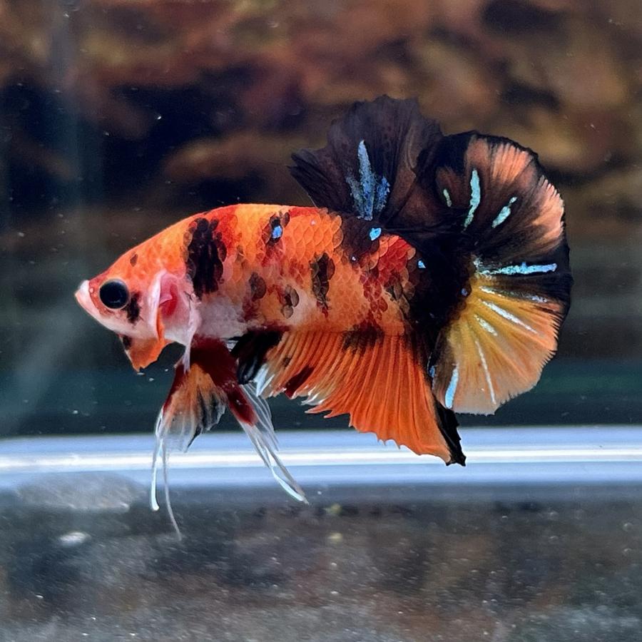 熱帯魚 プラカットベタ オス キャンディー 05M0801-037 生体 : 有限会社高知熱帯魚サービス - 通販 - Yahoo!ショッピング