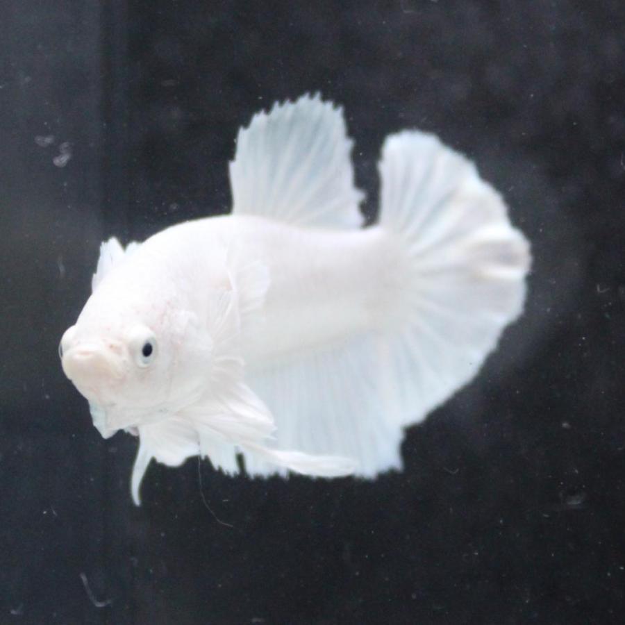 ベタ プラカット オス ダンボ オペックホワイト 05M0925-075 生体 熱帯魚 : 05m0925-075 : 有限会社高知熱帯魚サービス - 通販 - Yahoo!ショッピング