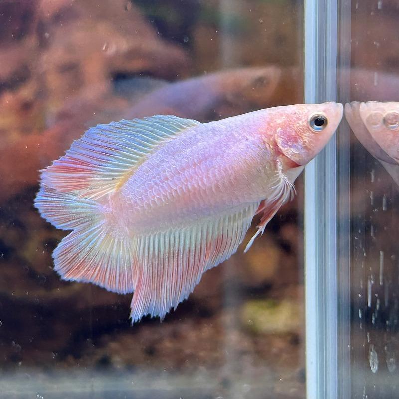 ベタ ダブルテール メス パステル 06F0408-033 熱帯魚 生体 : 有限会社高知熱帯魚サービス - 通販 - Yahoo!ショッピング