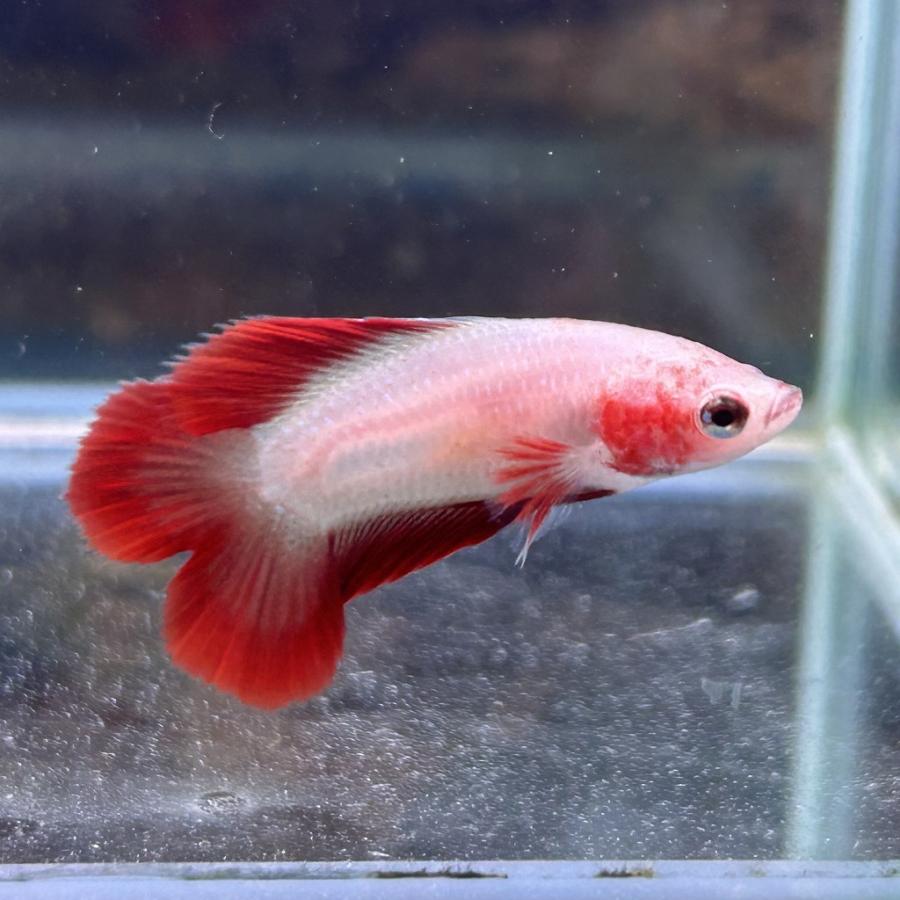 ベタ ダブルテール メス カンボジアンレッド 06F0801-010 熱帯魚 生体 : 有限会社高知熱帯魚サービス - 通販 - Yahoo!ショッピング