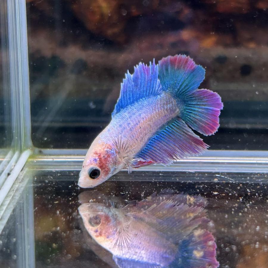 ベタ ダブルテール メス ファンシー 06F0801-018 熱帯魚 生体 : 有限会社高知熱帯魚サービス - 通販 - Yahoo!ショッピング