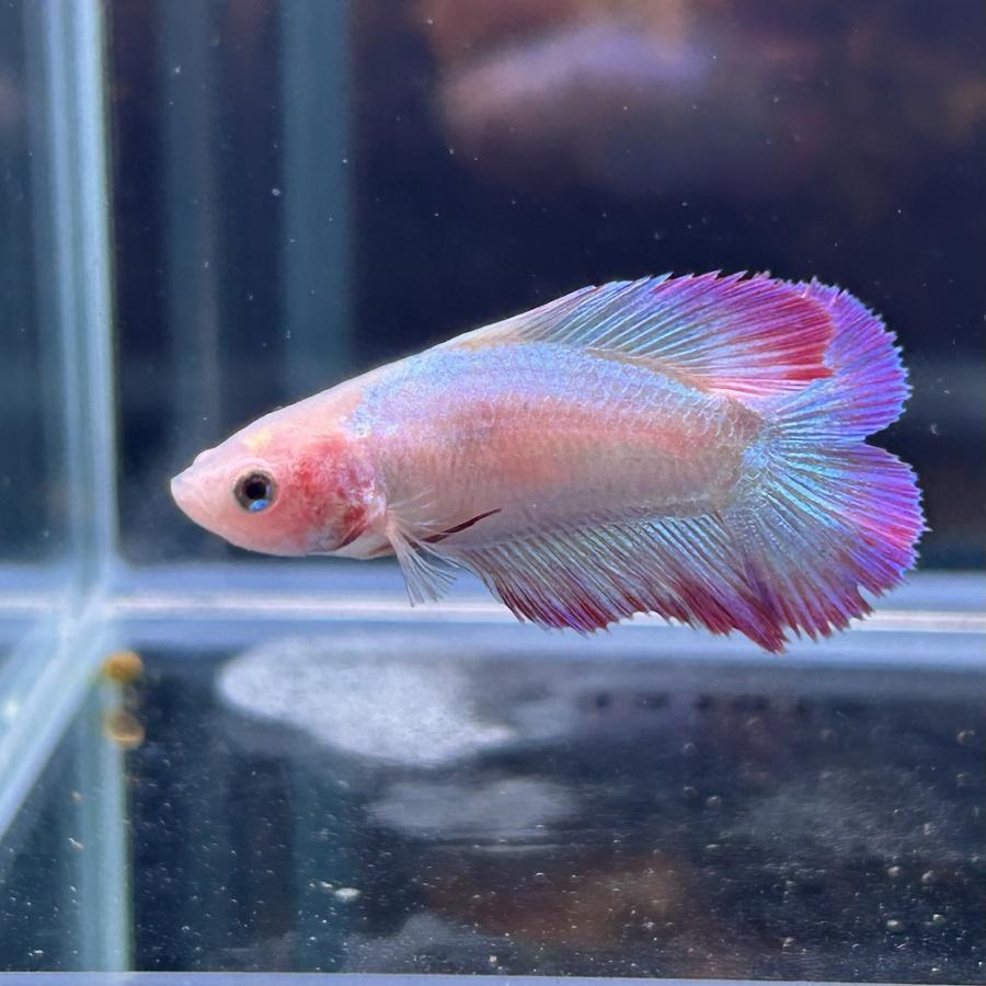 ベタ ダブルテール メス パステルピンク 06F0801-033 熱帯魚 生体 : 有限会社高知熱帯魚サービス - 通販 - Yahoo!ショッピング