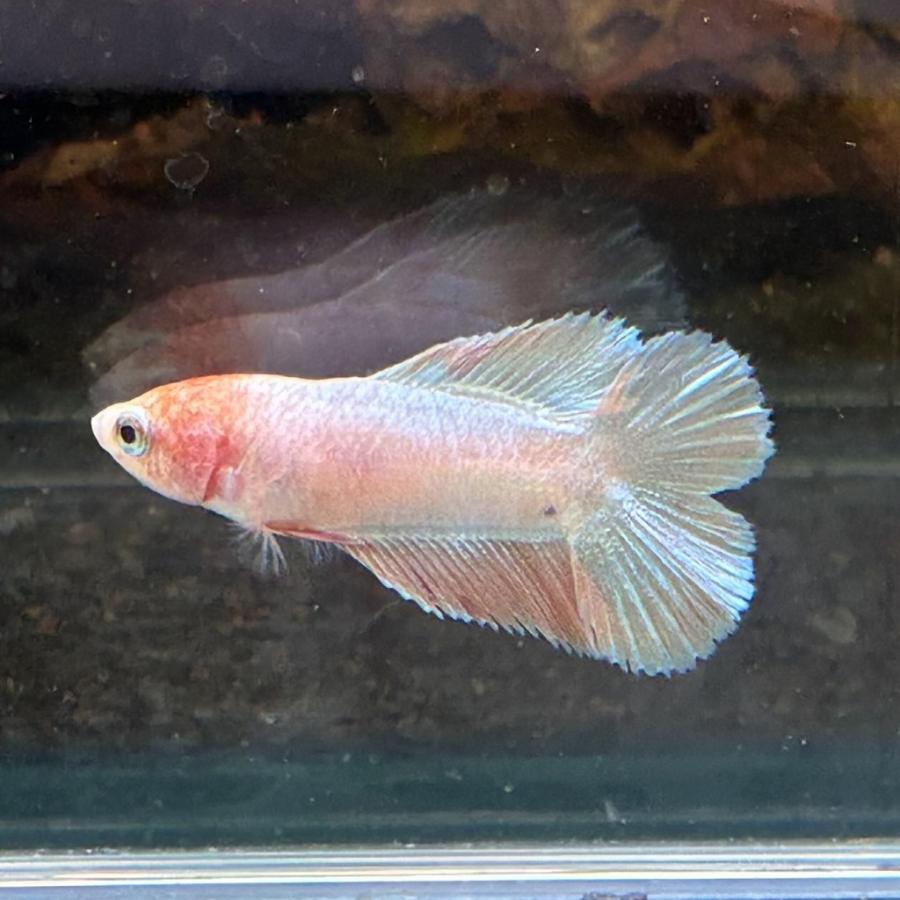 ベタ ダブルテール メス パステル 06F0801-053 熱帯魚 生体 : 有限会社高知熱帯魚サービス - 通販 - Yahoo!ショッピング