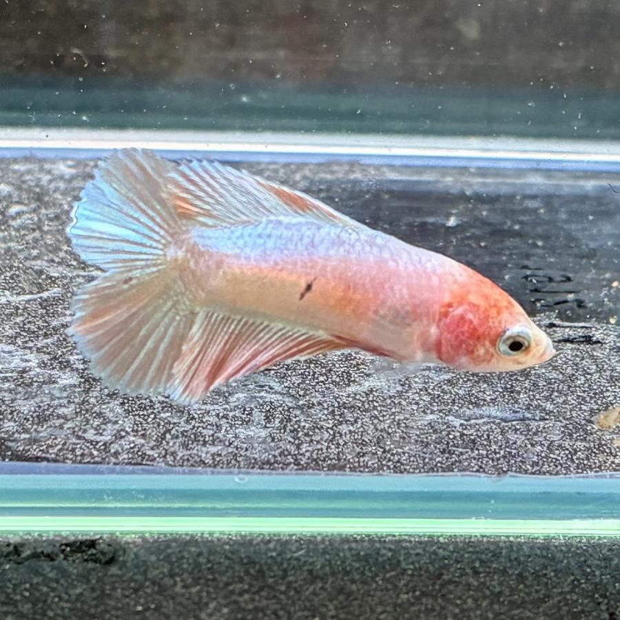 ベタ ダブルテール メス パステル 06F0801-053 熱帯魚 生体 : 有限会社高知熱帯魚サービス - 通販 - Yahoo!ショッピング