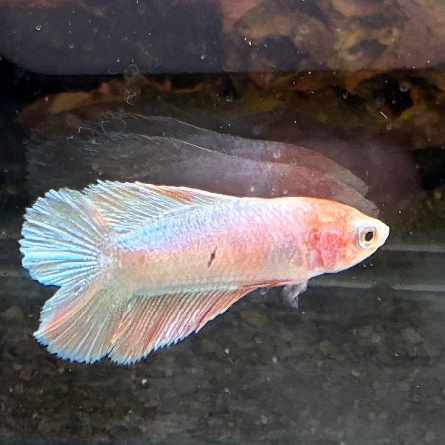 ベタ ダブルテール メス パステル 06F0801-053 熱帯魚 生体 : 有限会社高知熱帯魚サービス - 通販 - Yahoo!ショッピング