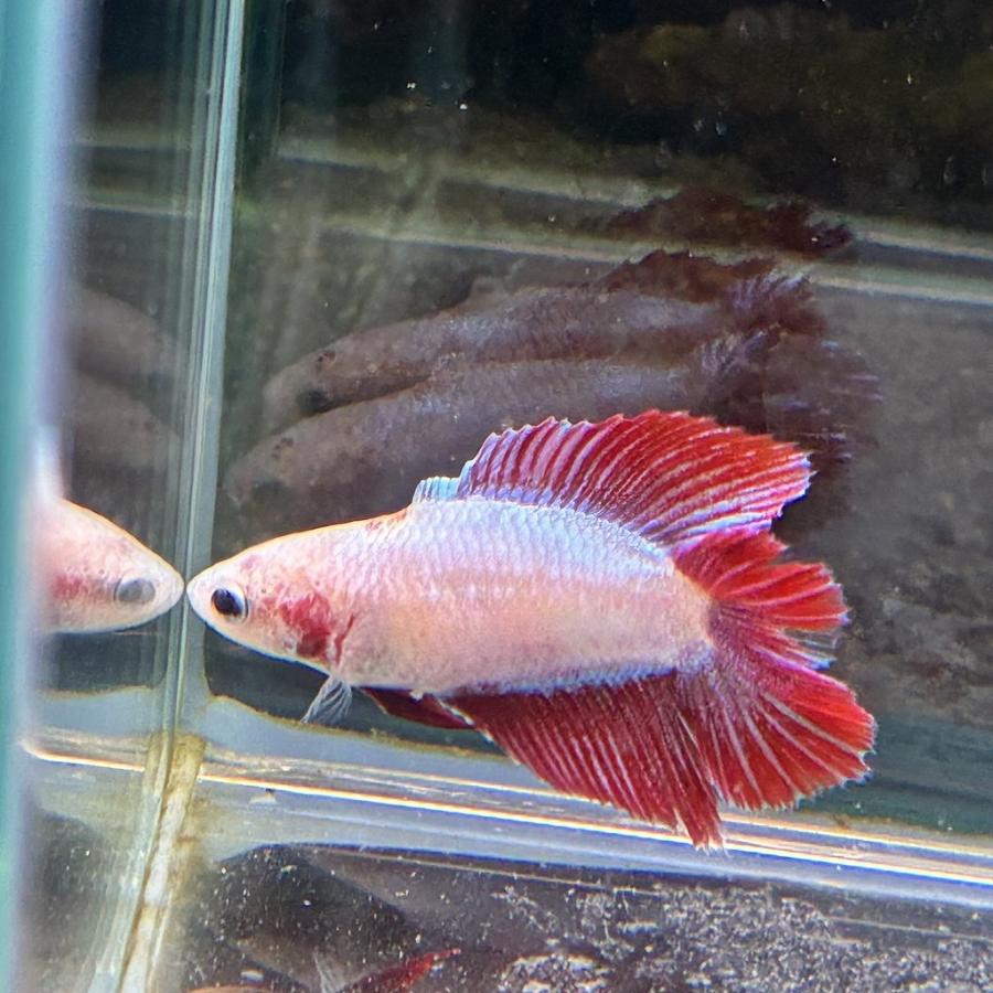 ベタ ダブルテール メス ファンシー 06F0801-073 熱帯魚 生体 : 有限会社高知熱帯魚サービス - 通販 - Yahoo!ショッピング