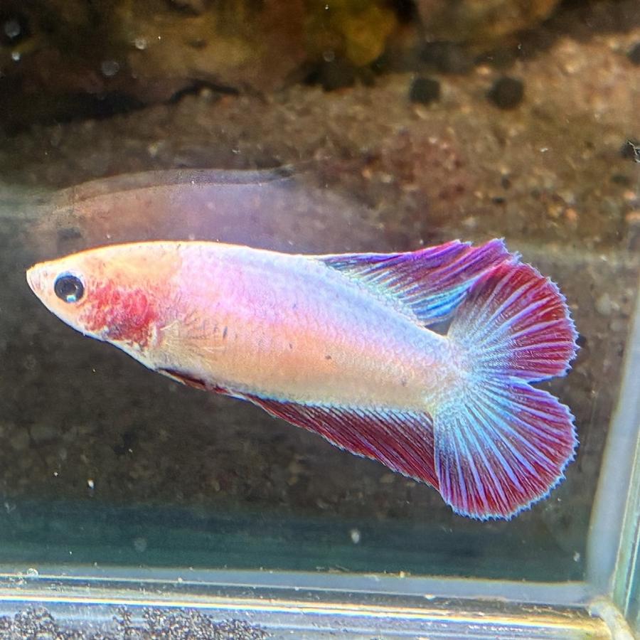 ベタ ダブルテール メス ファンシー 06F0801-075 熱帯魚 生体 : 有限会社高知熱帯魚サービス - 通販 - Yahoo!ショッピング