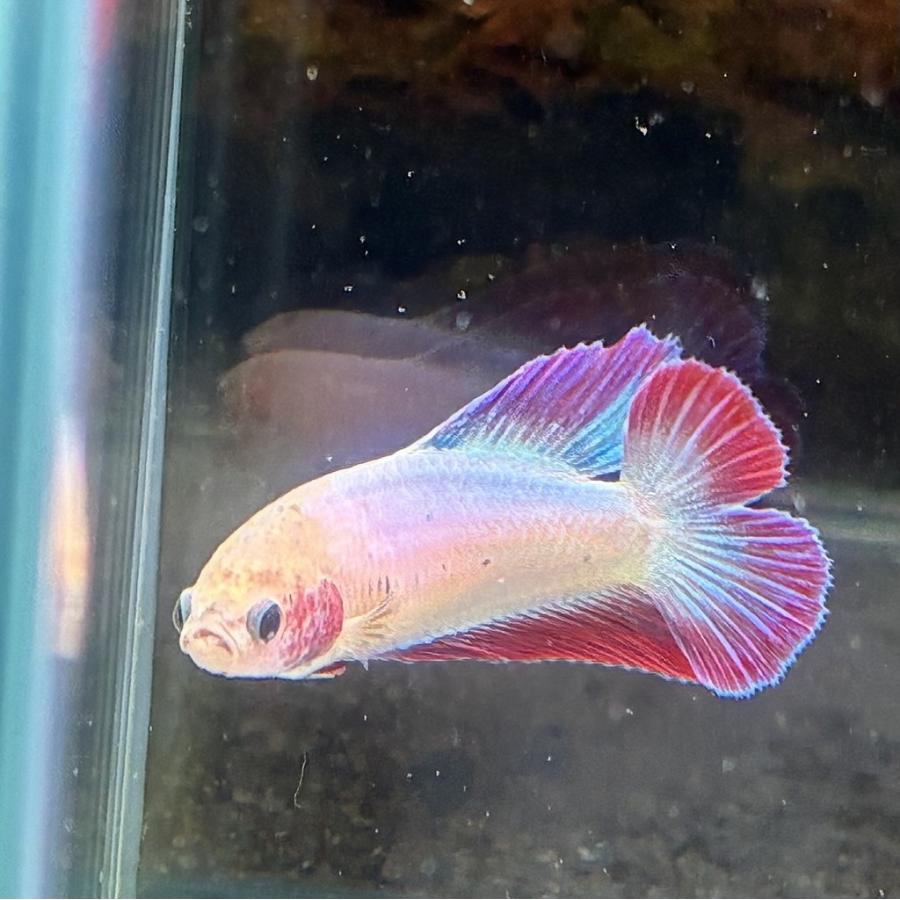 ベタ ダブルテール メス ファンシー 06F0801-075 熱帯魚 生体 : 有限会社高知熱帯魚サービス - 通販 - Yahoo!ショッピング