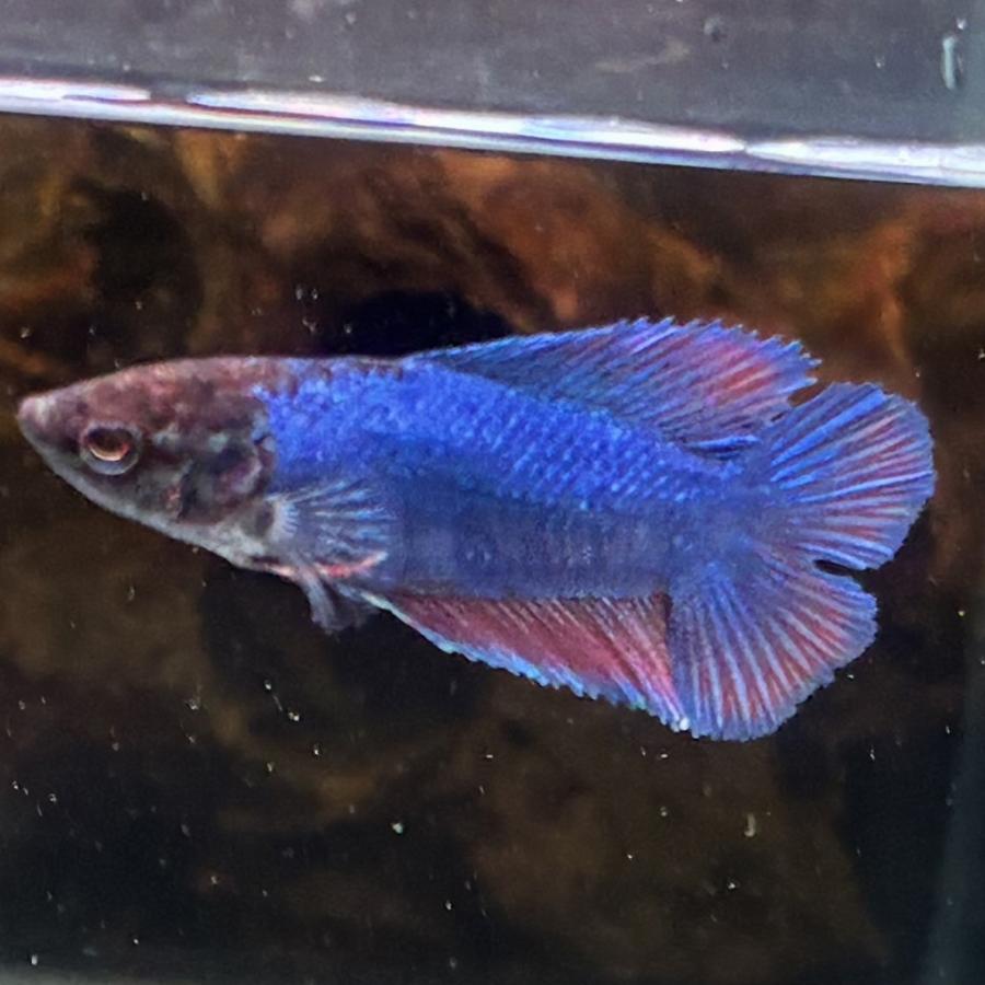 ベタ ダブルテール メス ファンシーブルー 06F0801-076 熱帯魚 生体 : 有限会社高知熱帯魚サービス - 通販 - Yahoo!ショッピング