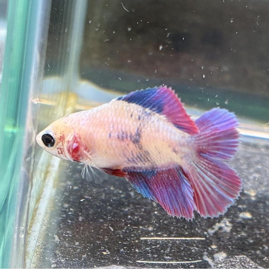 ベタ ダブルテール メス ファンシー 06F0801-079 熱帯魚 生体 : 有限会社高知熱帯魚サービス - 通販 - Yahoo!ショッピング