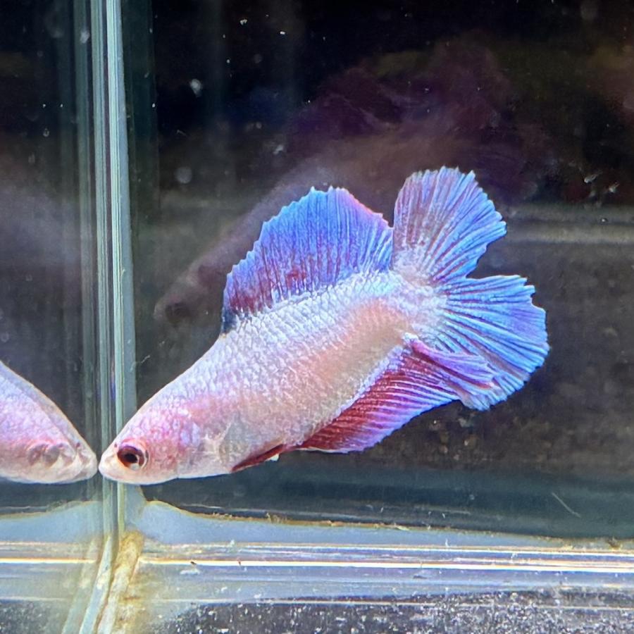 ベタ ダブルテール メス ファンシー 06F0801-081 熱帯魚 生体 : 有限会社高知熱帯魚サービス - 通販 - Yahoo!ショッピング