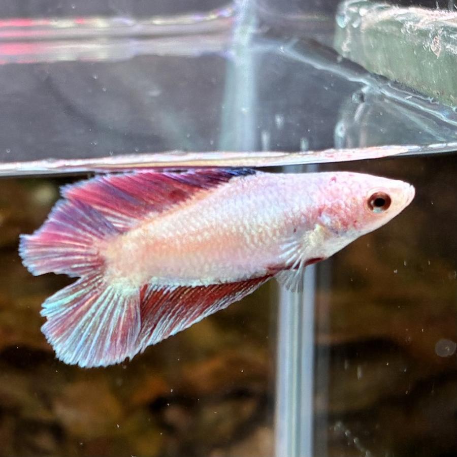 ベタ ダブルテール メス ファンシー 06F0801-081 熱帯魚 生体 : 有限会社高知熱帯魚サービス - 通販 - Yahoo!ショッピング