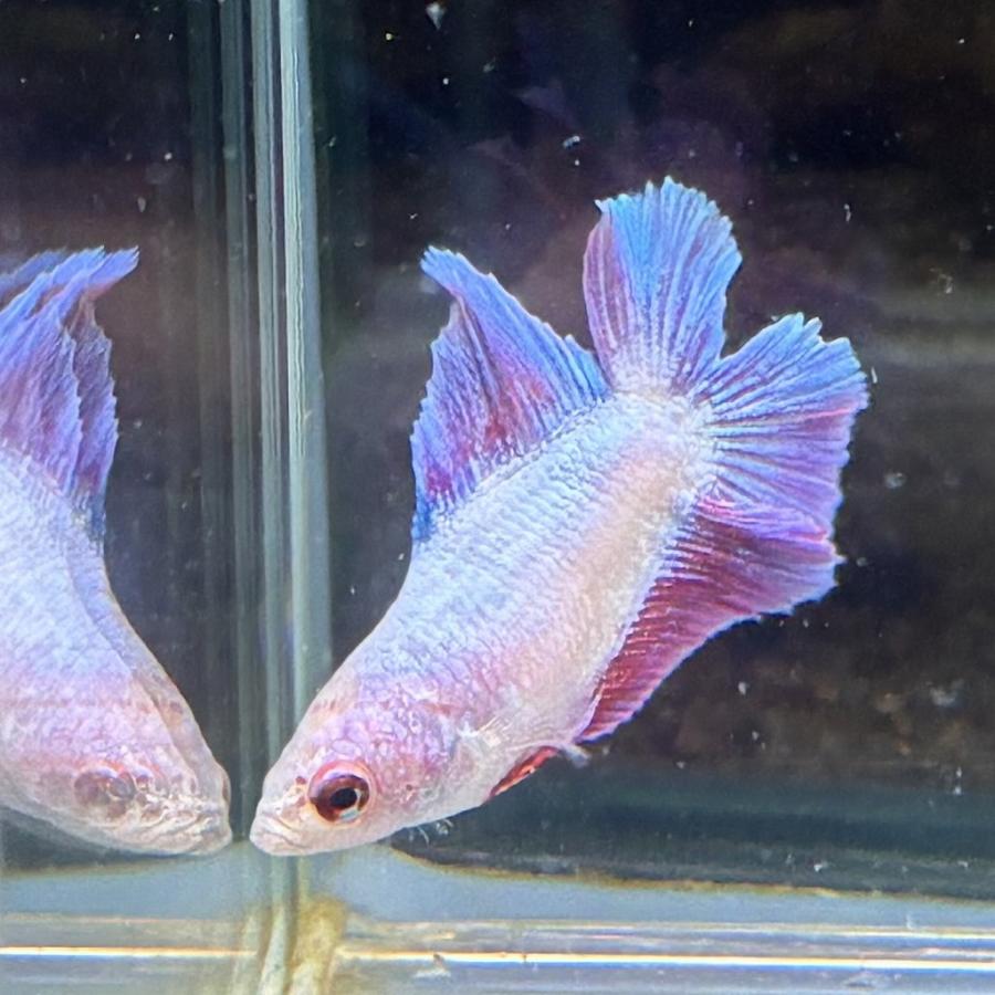 ベタ ダブルテール メス ファンシー 06F0801-081 熱帯魚 生体 : 有限会社高知熱帯魚サービス - 通販 - Yahoo!ショッピング