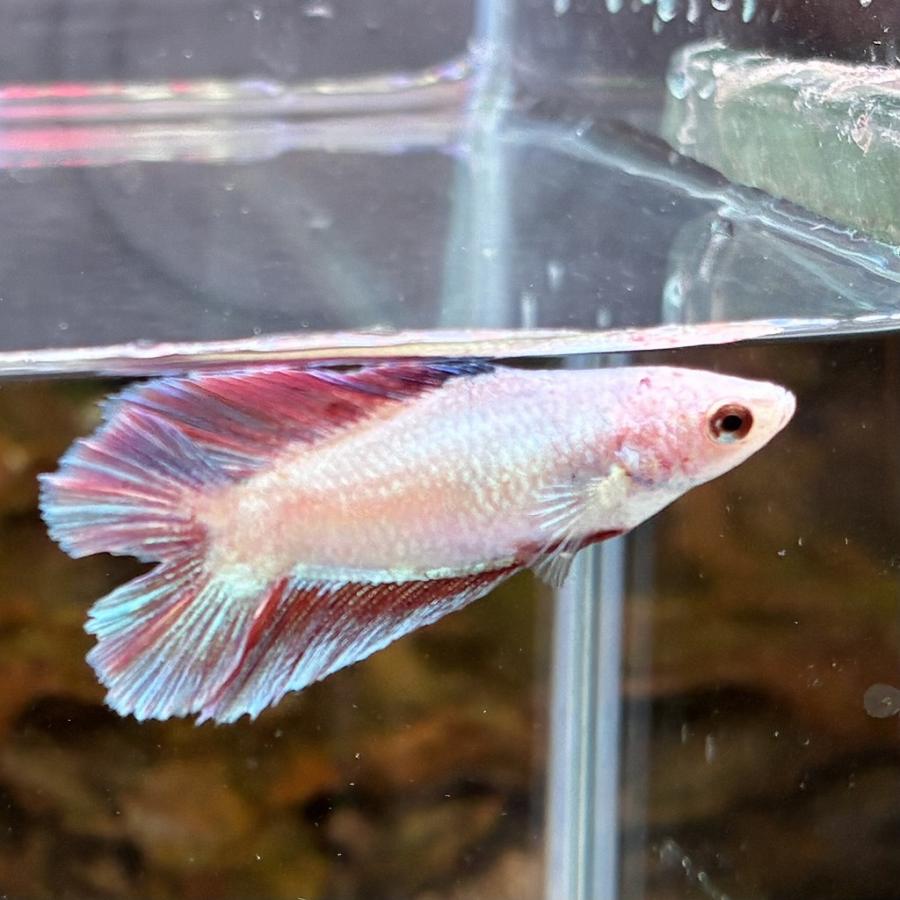 ベタ ダブルテール メス ファンシー 06F0801-081 熱帯魚 生体 : 有限会社高知熱帯魚サービス - 通販 - Yahoo!ショッピング