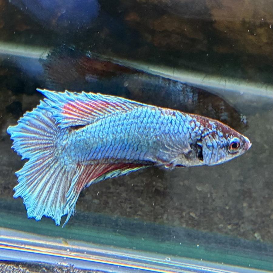 ベタ ダブルテール メス グリーン 06F0801-083 熱帯魚 生体 : 有限会社高知熱帯魚サービス - 通販 - Yahoo!ショッピング