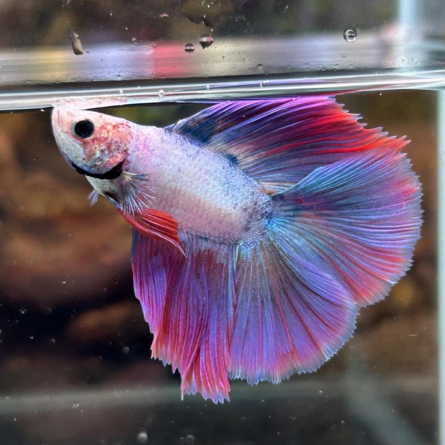 熱帯魚 ダブルテールベタ オス ファンシー 06M0408-029 フルムーン 生体 : 有限会社高知熱帯魚サービス - 通販 - Yahoo!ショッピング