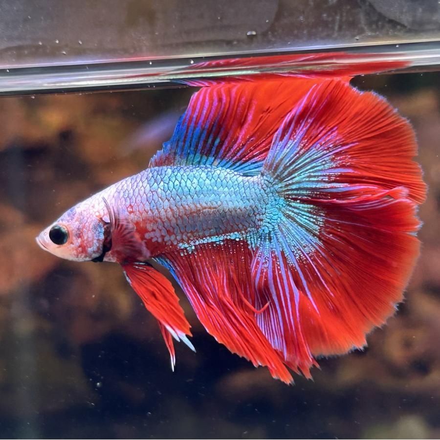 熱帯魚 ダブルテールベタ オス ファンシー 06M0408-047 フルムーン 生体 : 有限会社高知熱帯魚サービス - 通販 - Yahoo!ショッピング