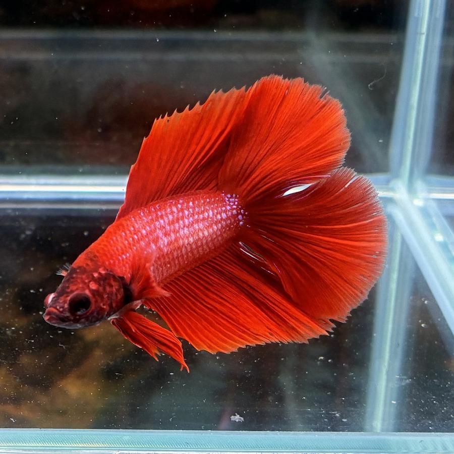 決算SALE 熱帯魚 ダブルテールベタ オス レッド 06M1201-003 フルムーン 生体 : 有限会社高知熱帯魚サービス - 通販 ...