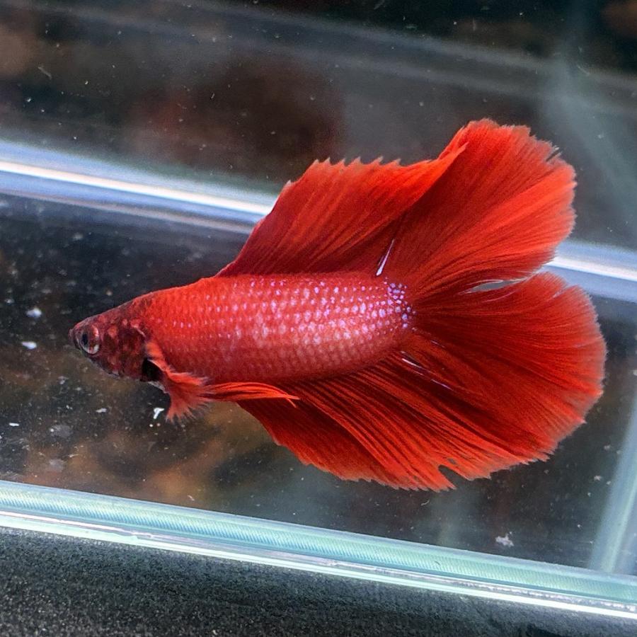 決算SALE 熱帯魚 ダブルテールベタ オス レッド 06M1201-003 フルムーン 生体 : 有限会社高知熱帯魚サービス - 通販 ...