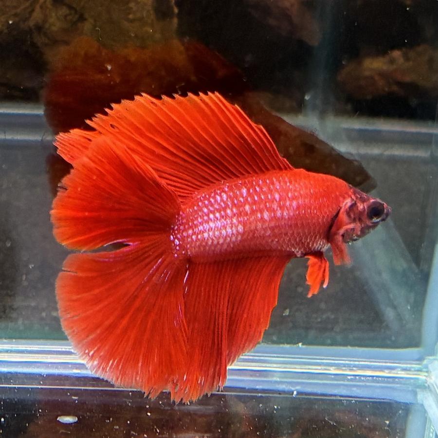 決算SALE 熱帯魚 ダブルテールベタ オス レッド 06M1201-003 フルムーン 生体 : 有限会社高知熱帯魚サービス - 通販 ...