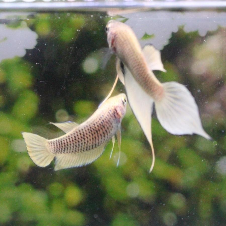 ワイルドベタ メス ベンジャロン 08F0925-026 熱帯魚 生体 : 08f0925-026 : 有限会社高知熱帯魚サービス - 通販 - Yahoo!ショッピング