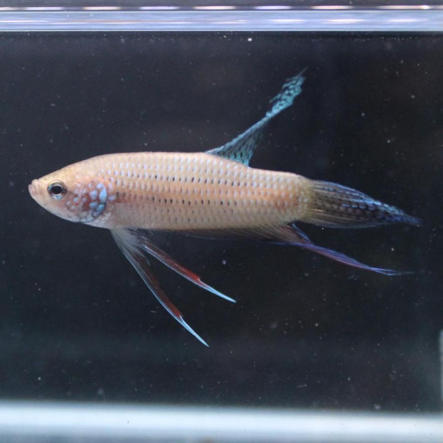 ワイルドベタ オス ギター 08M0127-001 熱帯魚 生体 : 有限会社高知熱帯魚サービス - 通販 - Yahoo!ショッピング