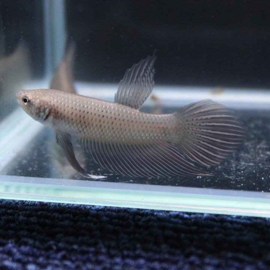 ワイルドベタ オス スマラグディナカッパー 08M0127-004 熱帯魚 生体 : 有限会社高知熱帯魚サービス - 通販 - Yahoo!ショッピング