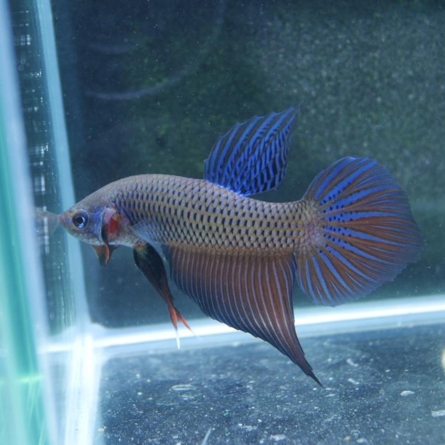 ワイルドベタ オス スマラグディナブルー 08M0127-018 熱帯魚 生体 : 有限会社高知熱帯魚サービス - 通販 - Yahoo!ショッピング