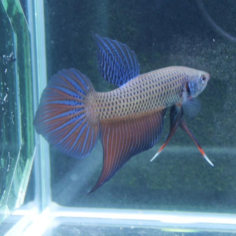 ワイルドベタ オス スマラグディナブルー 08M0127-018 熱帯魚 生体 : 有限会社高知熱帯魚サービス - 通販 - Yahoo!ショッピング