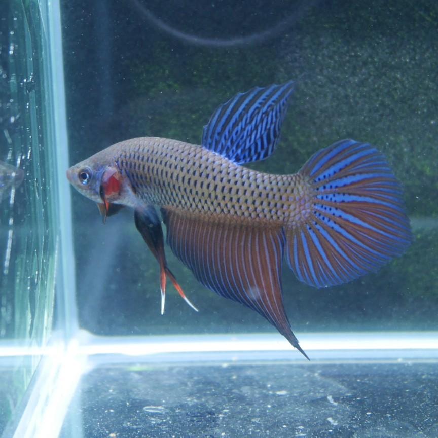 ワイルドベタ オス スマラグディナブルー 08M0127-018 熱帯魚 生体 : 有限会社高知熱帯魚サービス - 通販 - Yahoo!ショッピング