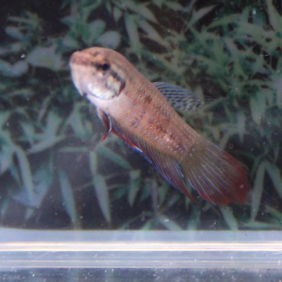 ワイルドベタ オス シャムオリエンタリス 08M0127-023 熱帯魚 生体 : 有限会社高知熱帯魚サービス - 通販 - Yahoo!ショッピング