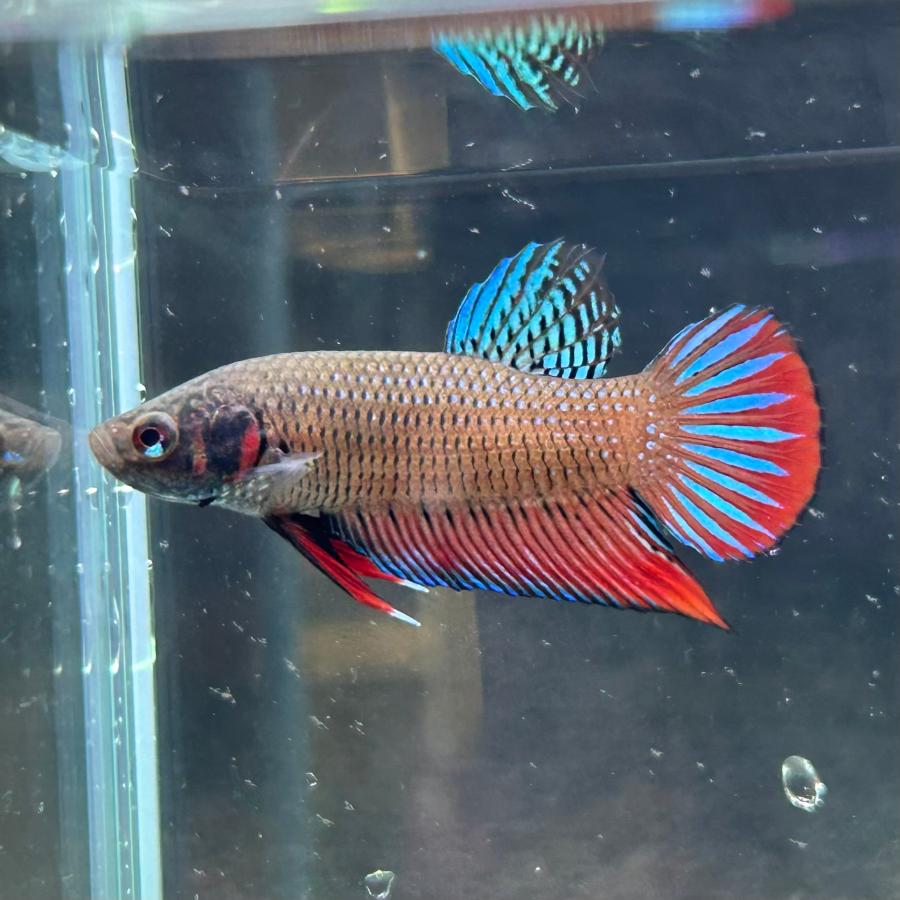 在庫処分特価 ワイルドベタ オス スプレンデンス 08M0127-031 熱帯魚 生体 : 有限会社高知熱帯魚サービス - 通販 - Yahoo!ショッピング