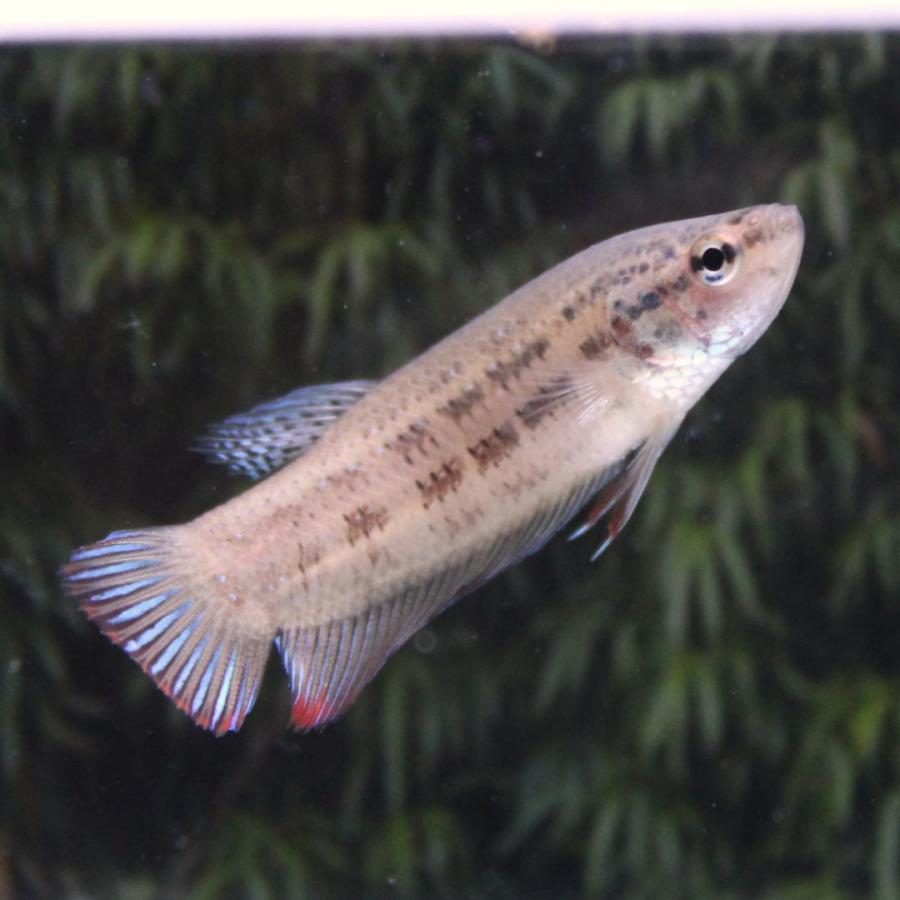 在庫処分特価 ワイルドベタ オス スプレンデンス 08M0127-031 熱帯魚 生体 : 有限会社高知熱帯魚サービス - 通販 - Yahoo!ショッピング