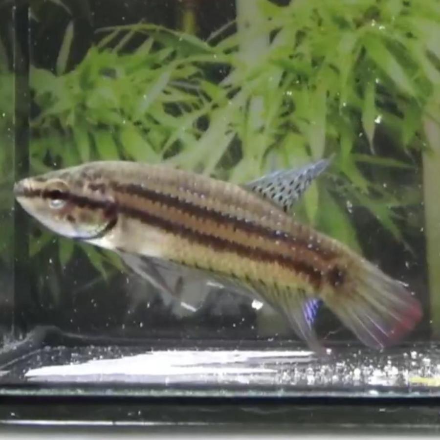 在庫処分特価 ワイルドベタ オス シャムオリエンタリス 08M0127-033 熱帯魚 生体 : 有限会社高知熱帯魚サービス - 通販 - Yahoo!ショッピング