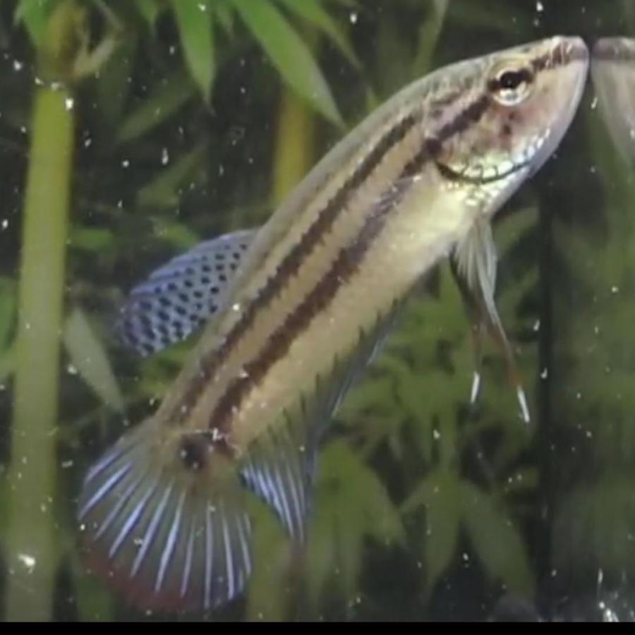 在庫処分特価 ワイルドベタ オス シャムオリエンタリス 08M0127-033 熱帯魚 生体 : 有限会社高知熱帯魚サービス - 通販 - Yahoo!ショッピング