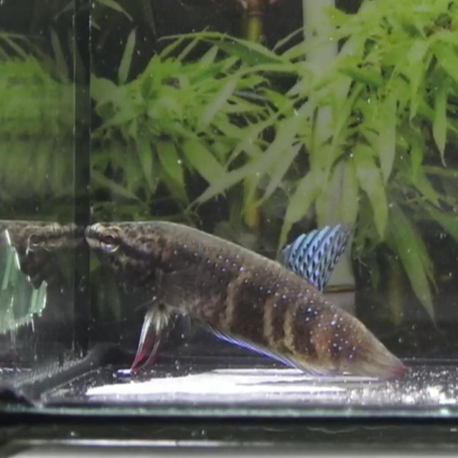 ワイルドベタ オス シャムオリエンタリス 08M0127-033 熱帯魚 生体 : 有限会社高知熱帯魚サービス - 通販 - Yahoo!ショッピング