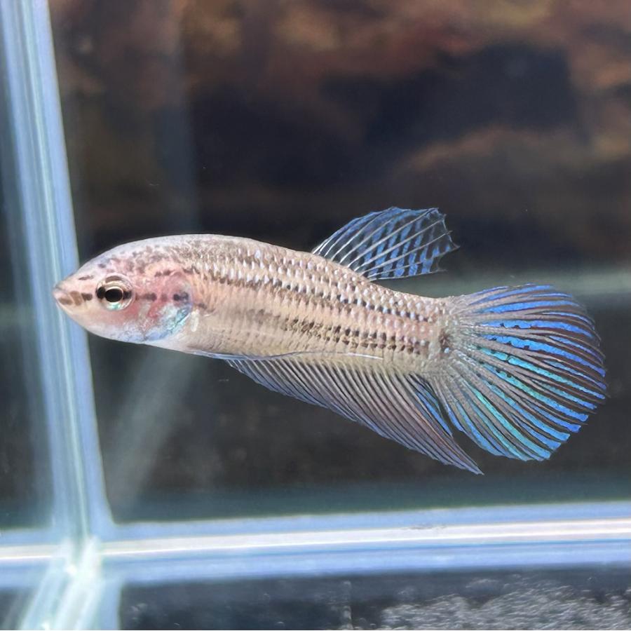 在庫処分特価 ワイルドベタ オス マハチャイ 08M0127-051 熱帯魚 生体 : 有限会社高知熱帯魚サービス - 通販 - Yahoo!ショッピング