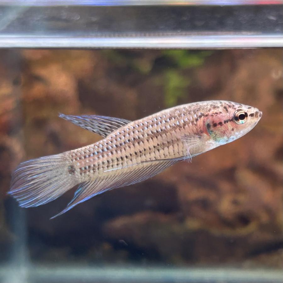 在庫処分特価 ワイルドベタ オス マハチャイ 08M0127-051 熱帯魚 生体 : 有限会社高知熱帯魚サービス - 通販 - Yahoo!ショッピング