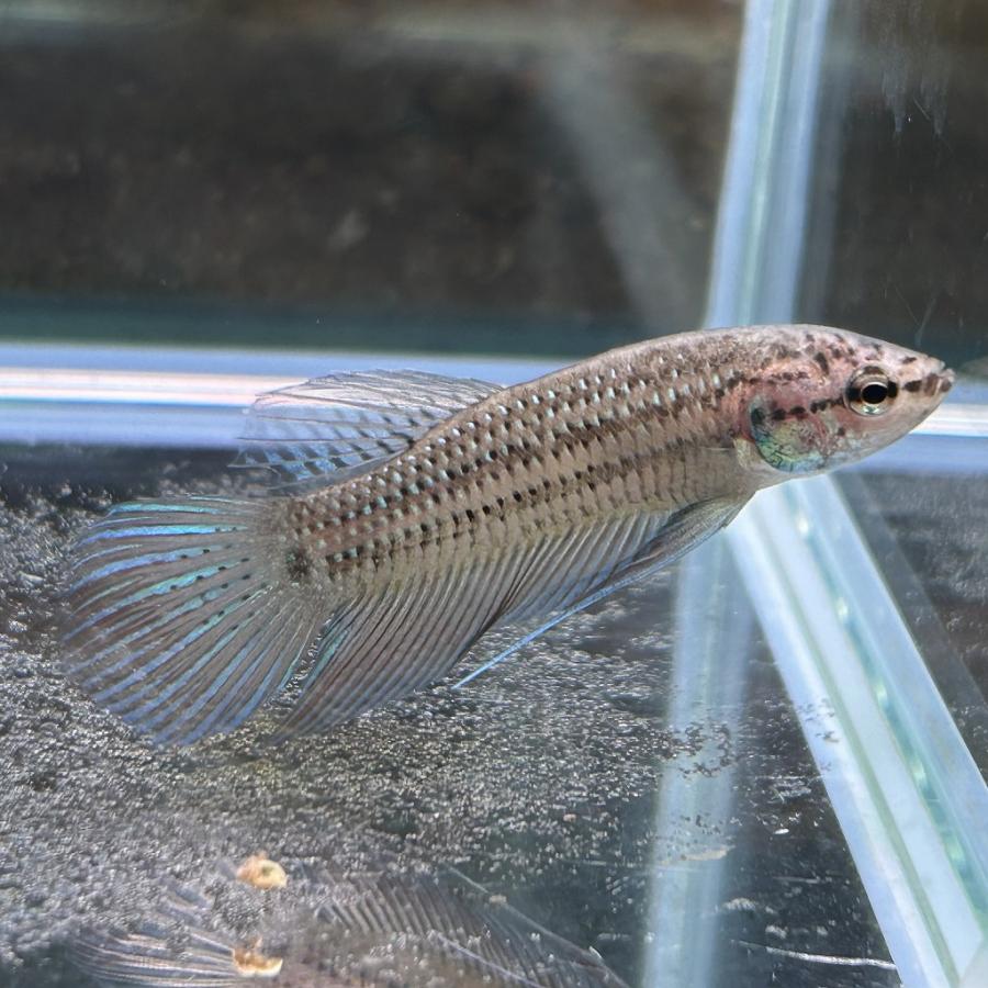 在庫処分特価 ワイルドベタ オス マハチャイ 08M0127-051 熱帯魚 生体 : 有限会社高知熱帯魚サービス - 通販 - Yahoo!ショッピング