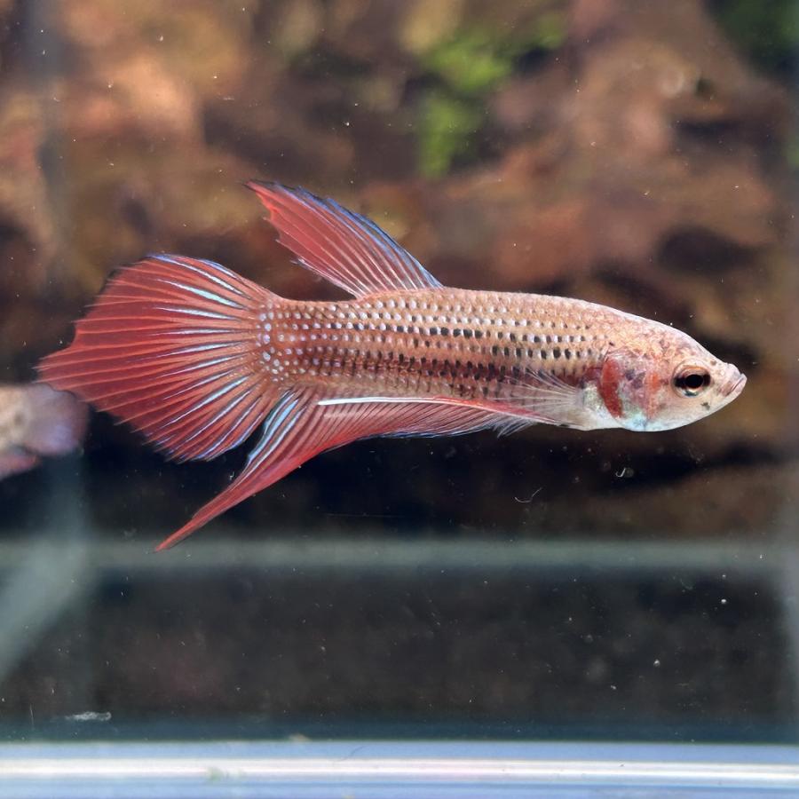 ワイルドベタ オス スプレンデンス・ベンジャロン 08M0127-055 熱帯魚 生体 : 有限会社高知熱帯魚サービス - 通販 - Yahoo!ショッピング