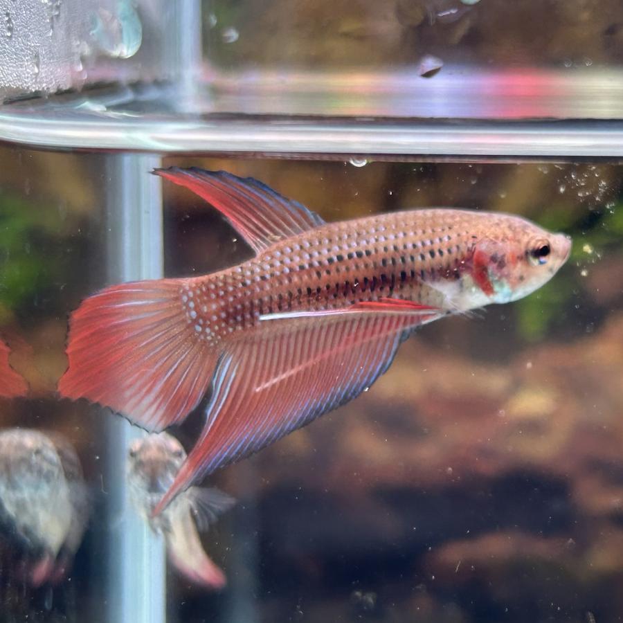 ワイルドベタ オス スプレンデンス・ベンジャロン 08M0127-055 熱帯魚 生体 : 有限会社高知熱帯魚サービス - 通販 - Yahoo!ショッピング