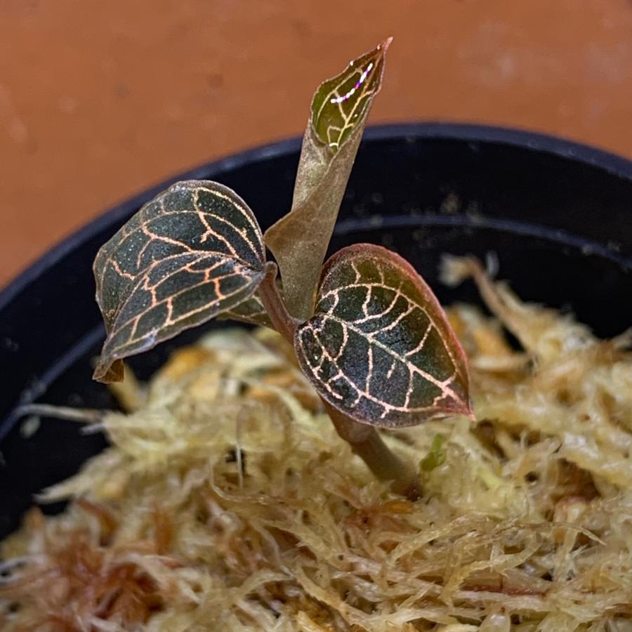 ジュエルオーキッド アネクトキルス・ロクスバーギー ”Hong Sia” 1POT テラリウム パルダリウム コケリウム 観葉植物 : 有限 ...