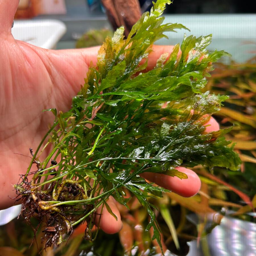 数量限定 水草 ボルビティス・ヒュデロティ 15株 水草 水中葉 無農薬 スペシャルプライス ネコポス便 活着陰性 : 有限会社高知熱帯魚サービス - 通販 - Yahoo!ショッピング