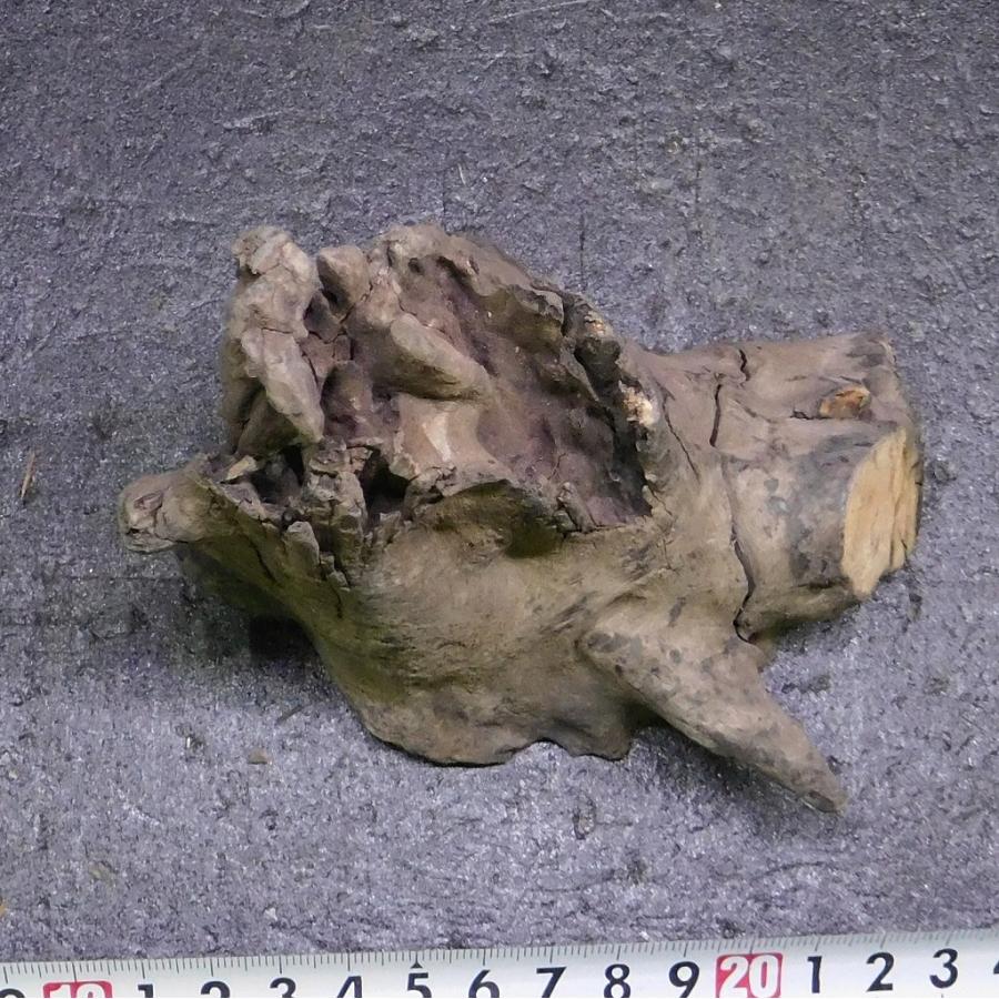 流木 スタンプウッドS ハーフウッド 1点物 SW0911-026 天然 ソネケミファ レイアウト アクアリウム アク抜き処理済み : sw0911-026 : 有限会社高知熱帯魚サービス ...