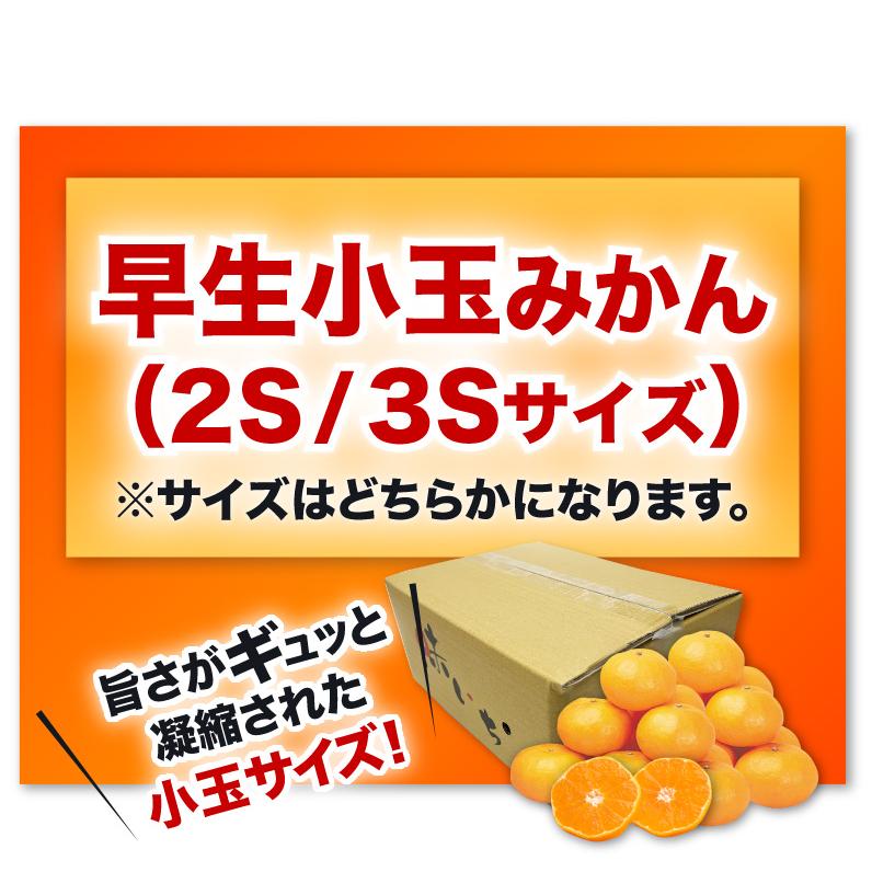 みかん 熊本県産 早生 秀品みかん 12月出荷 予約 味いち小玉みかん 3kg 2S/3Sサイズ 糖度12度以上 熊本産 産地直送 送料無料 S常 :wase-ajiko03:くいしんぼう ...